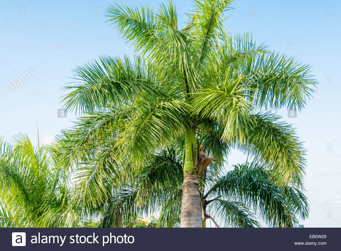Royal Palm Tree National Cuban Stock Photos & Royal Palm Tree National ...