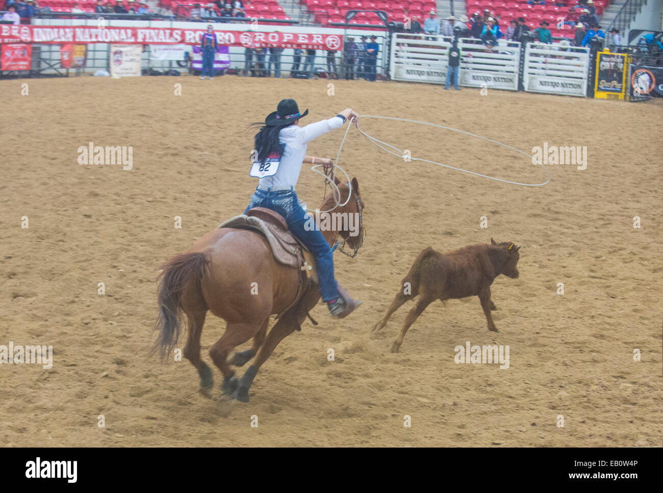 Cowgirl Participating in a Calf roping Competition at the Indian ...