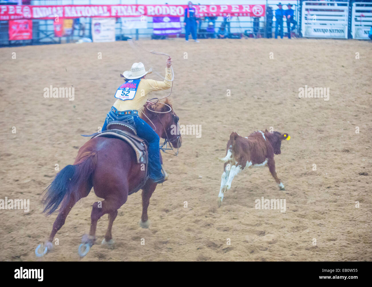 Cowgirl Participating in a Calf roping Competition at the Indian ...