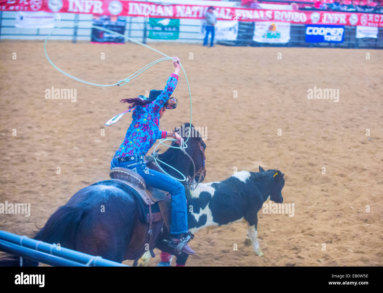 Cowgirl Participating in a Calf roping Competition at the Indian ...