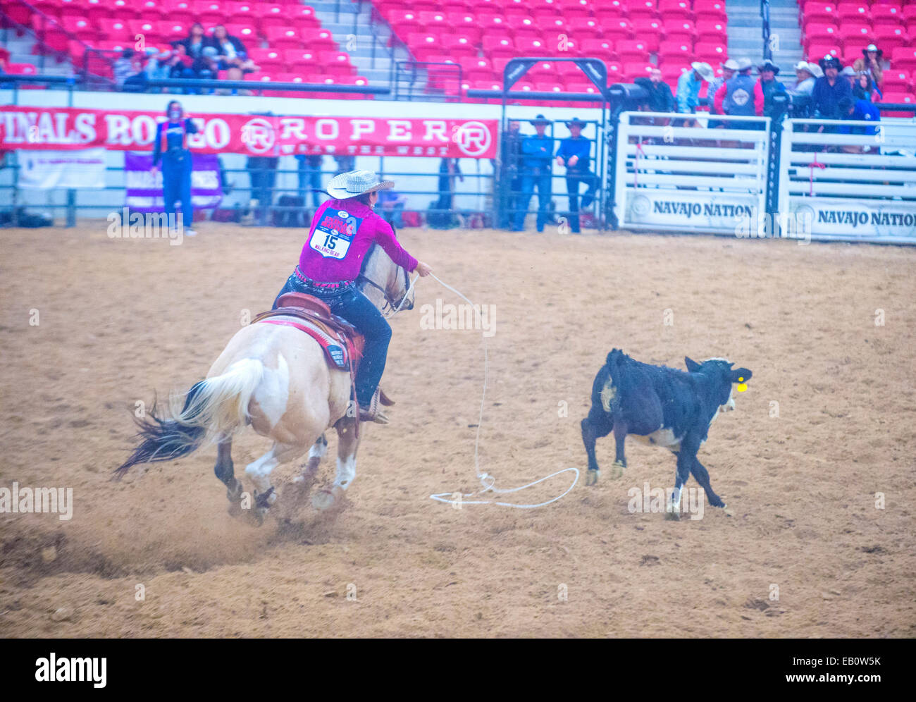 Cowboy Participating in a Calf roping Competition at the Indian ...