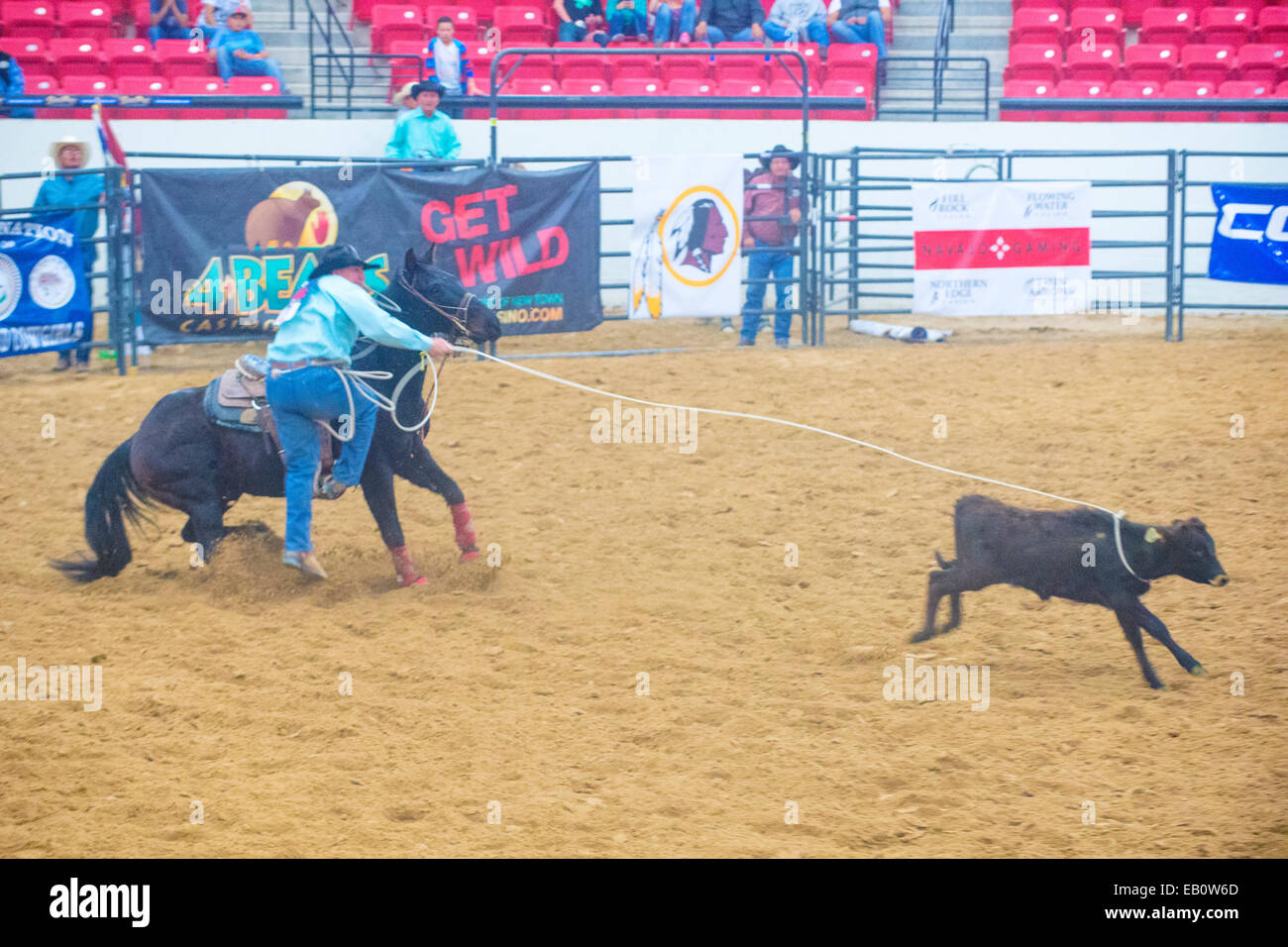 Cowboy Participating in a Calf roping Competition at the Indian ...