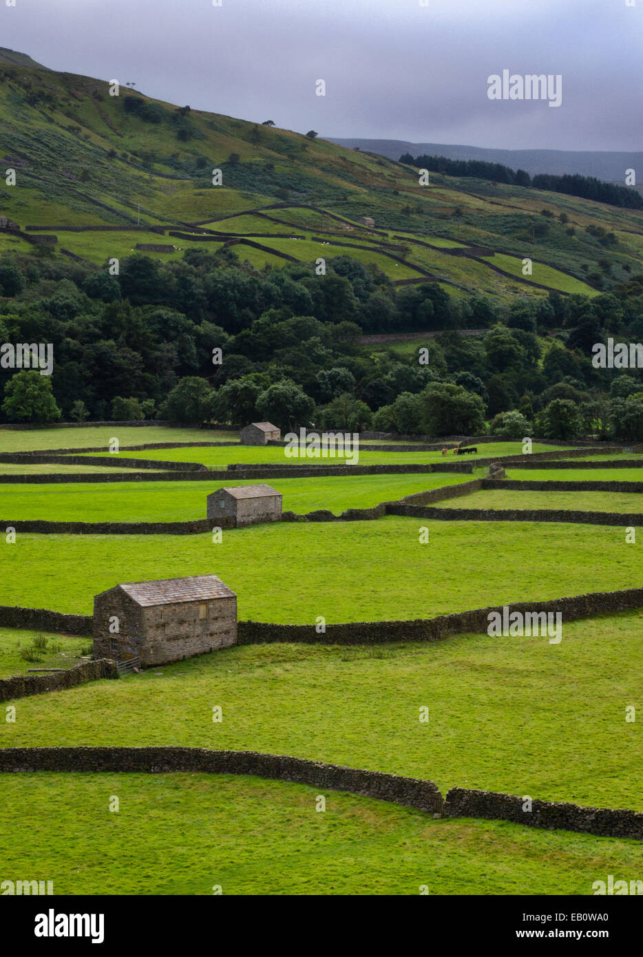 Picturesque Swaledale showing its iconic fields with their dry stone ...