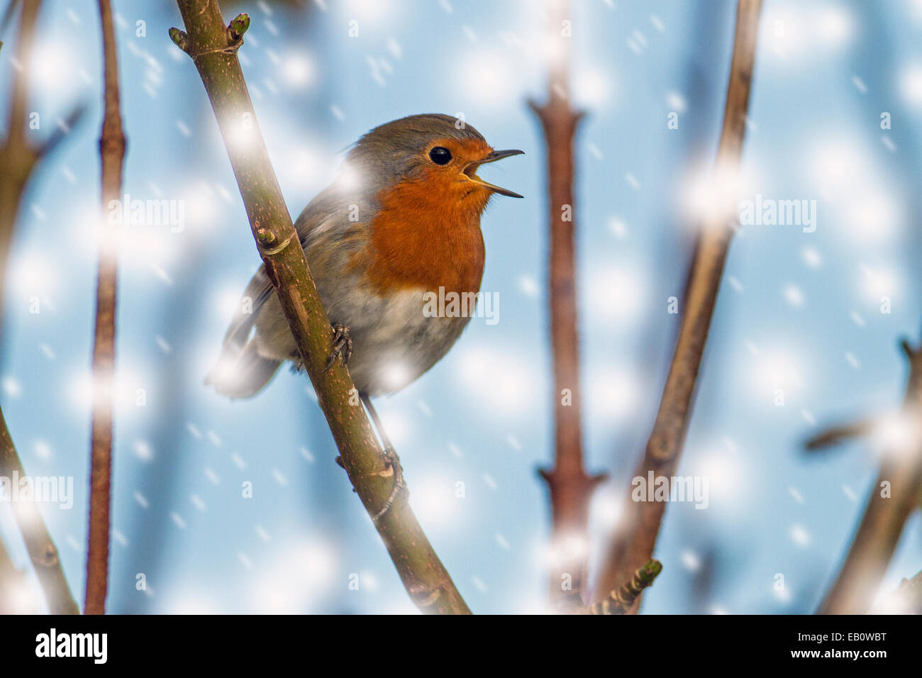 Singing robin hi-res stock photography and images - Alamy