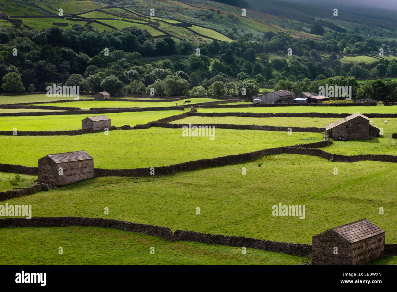 Picturesque Swaledale showing its iconic fields with their dry stone ...