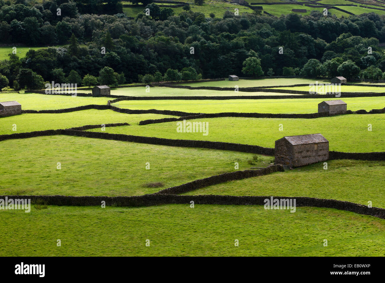 Picturesque Swaledale showing its iconic fields with their dry stone ...