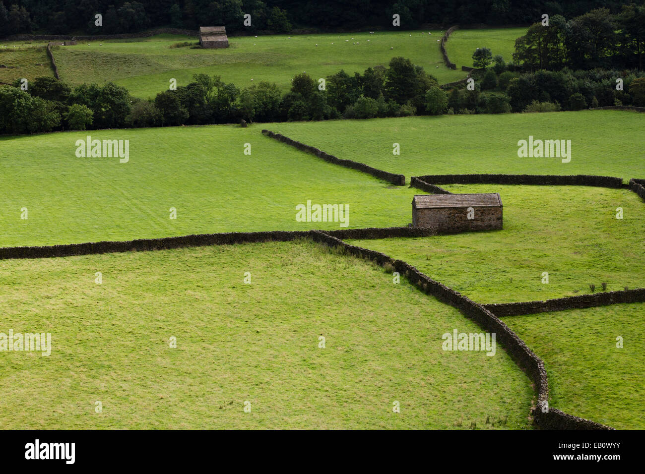 Picturesque Swaledale showing its iconic fields with their dry stone ...