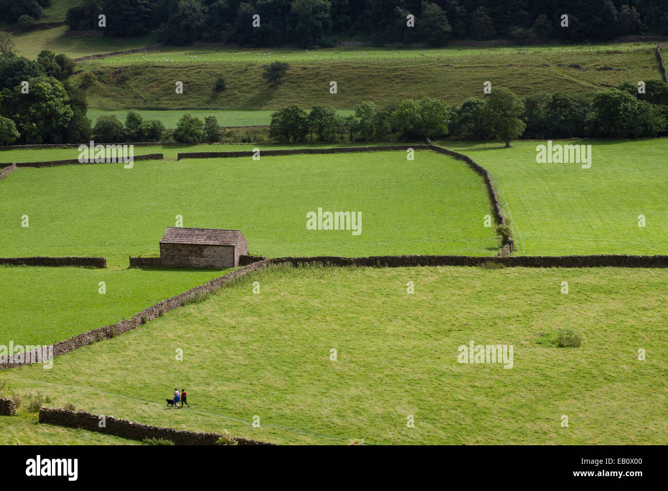 Picturesque Swaledale showing its iconic fields with their dry stone ...