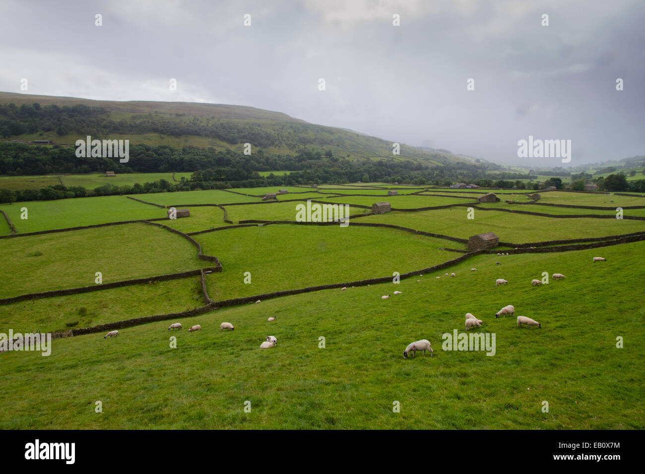Picturesque Swaledale showing its iconic fields with their dry stone ...