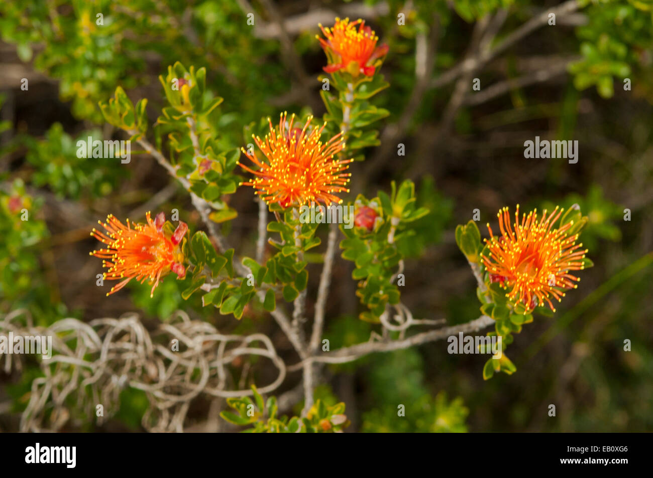 Eremaea beaufortioides, Sticky Eremaea in Lesueur NP, WA, Australia ...