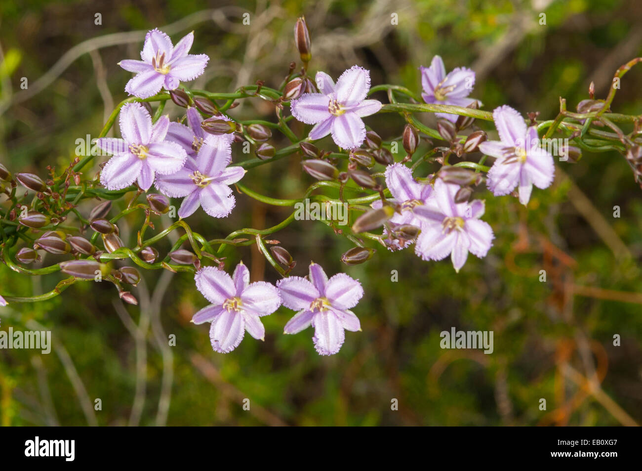 Thysanotus patersonii, Twining Fringe Lily in Lesueur NP, WA, Australia ...