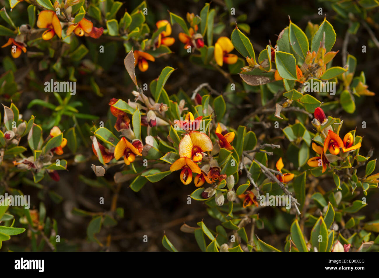 Daviesia ulicifolia hi-res stock photography and images - Alamy