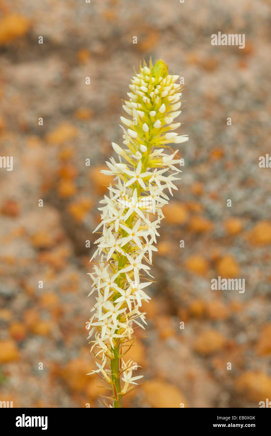 Stackhousia monogyna, White Candles in Lesueur NP, WA, Australia Stock ...
