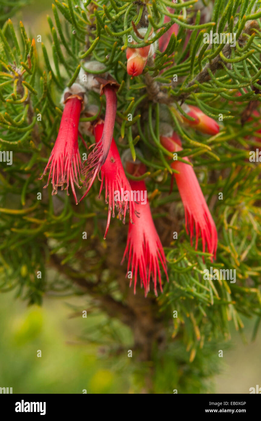 Validus hi-res stock photography and images - Alamy