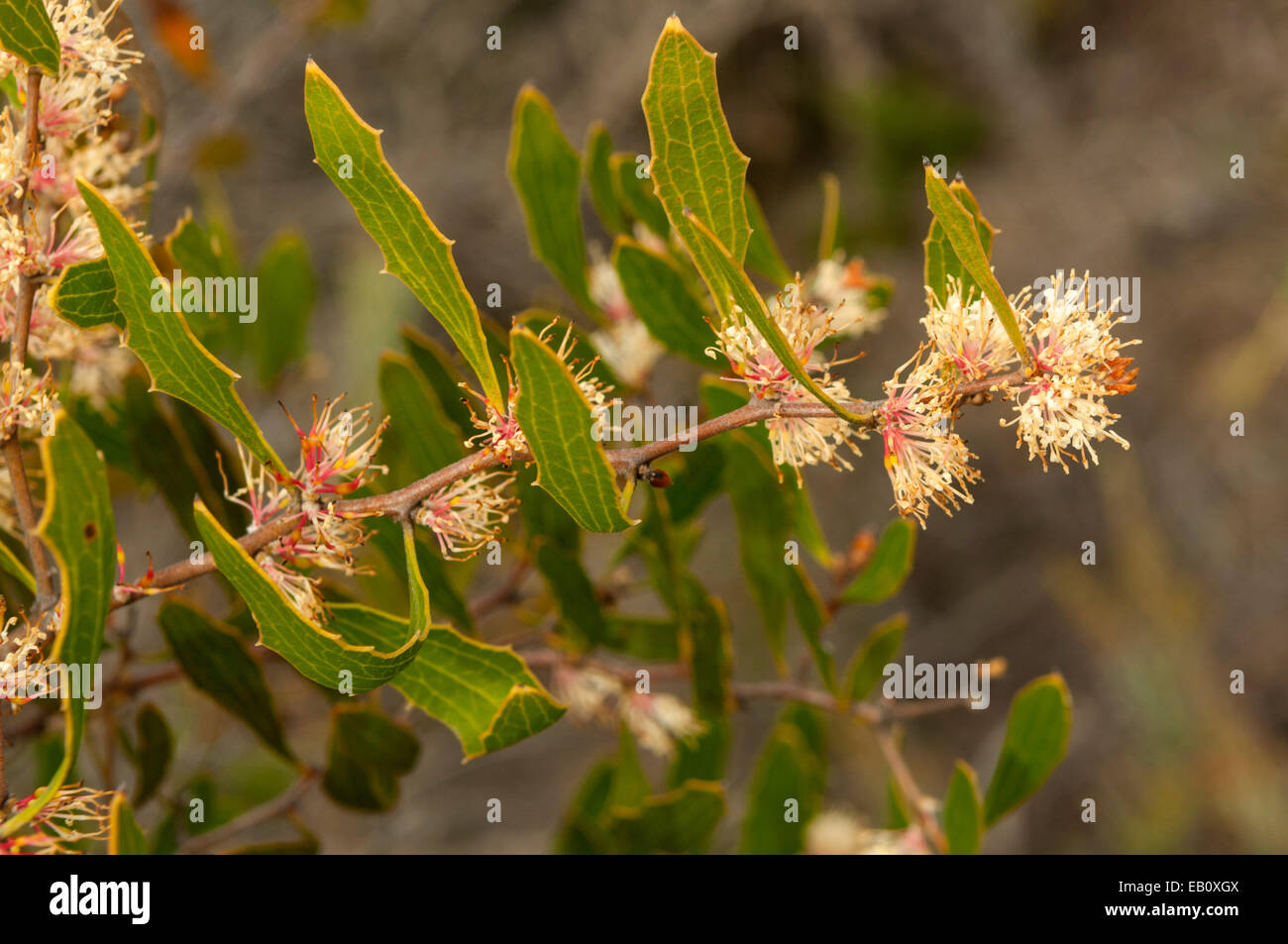 Hakea ferruginea hi-res stock photography and images - Alamy