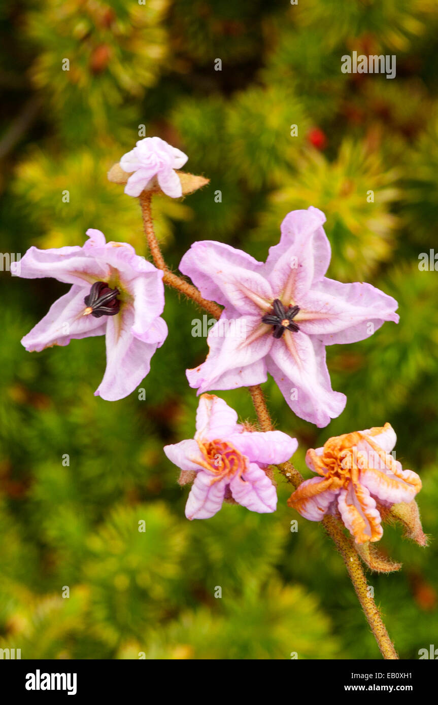 Thomasia macrocarpa hi-res stock photography and images - Alamy