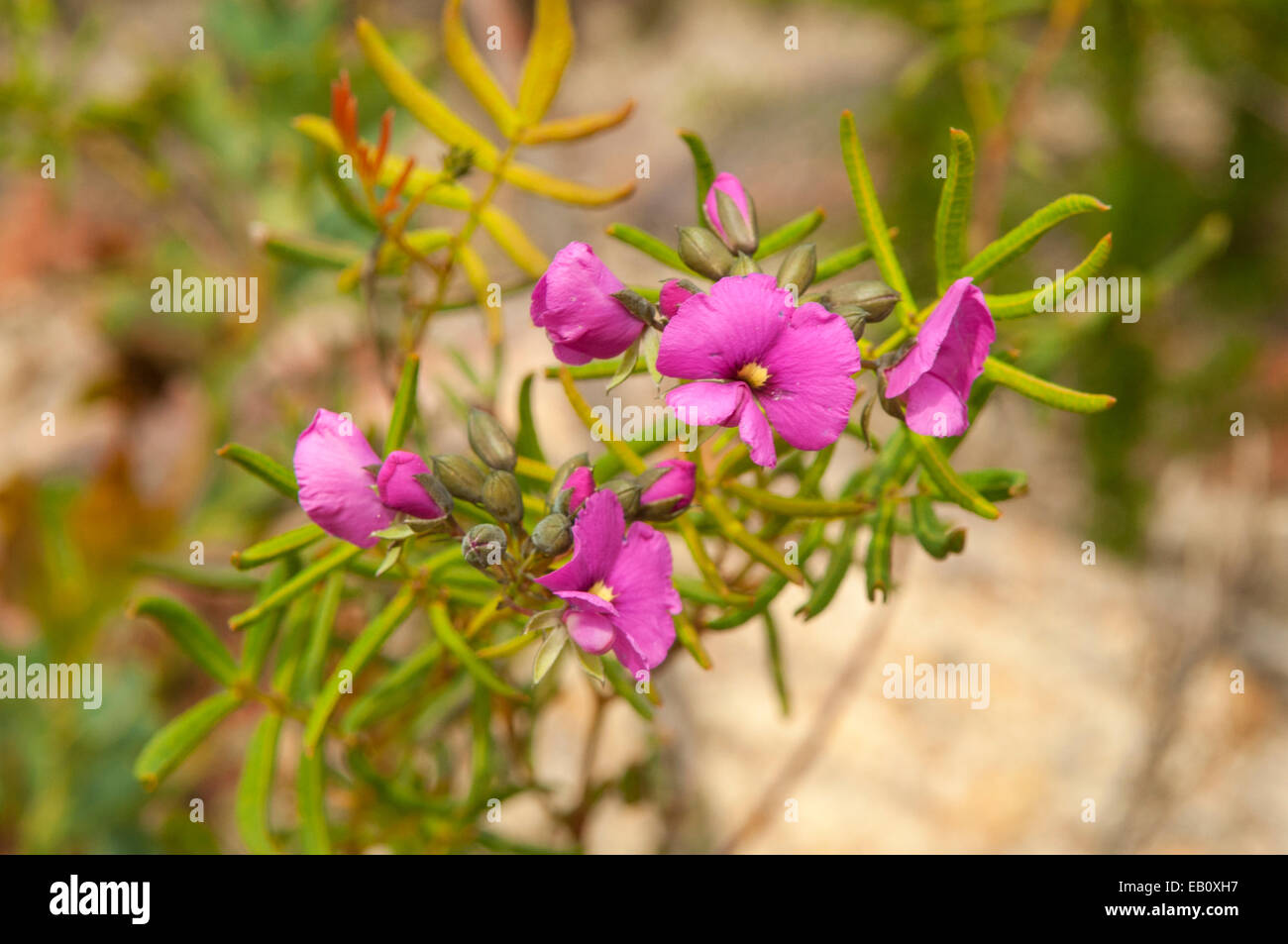 Chorizema aciculare, Needle-leaved Chorizema in Lesueur NP, WA ...