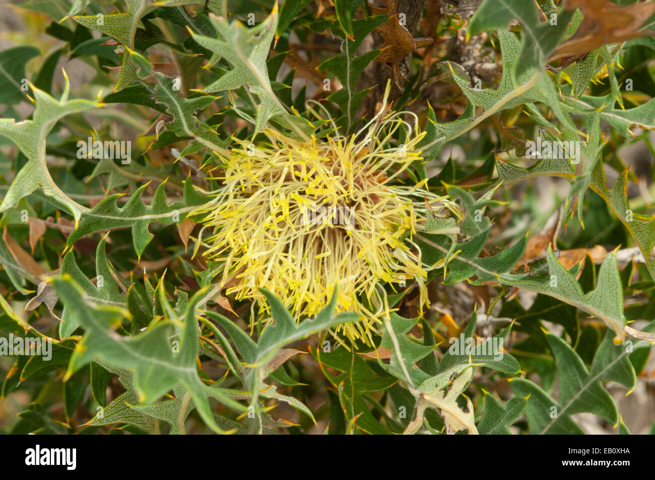 Dryandra praemorsa, Urchin Dryandra in Lesueur NP, WA, Australia Stock ...
