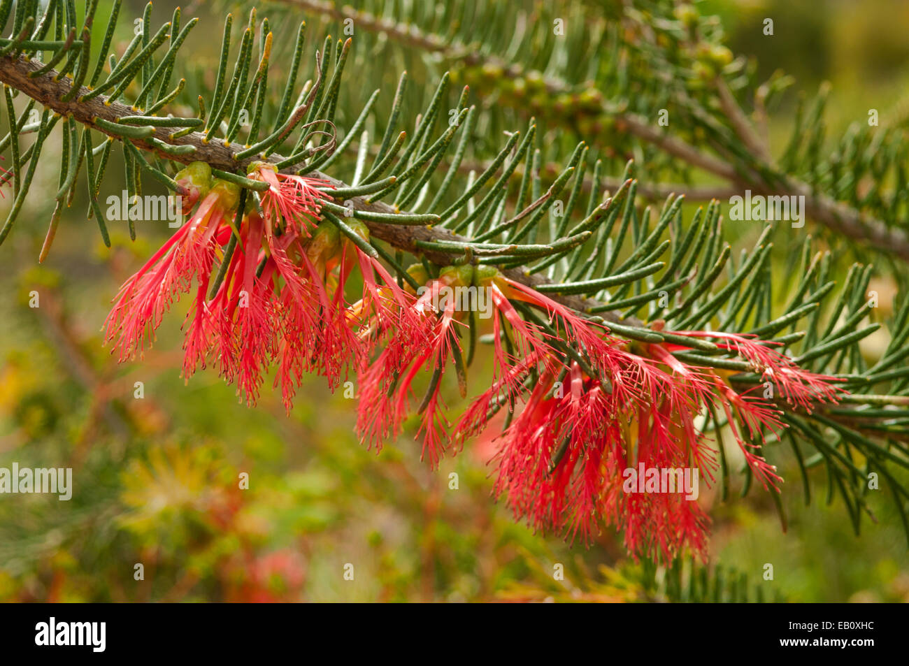 Calothamnus quadrifidus, One-sided Bottlebrush in Lesueur NP, WA ...