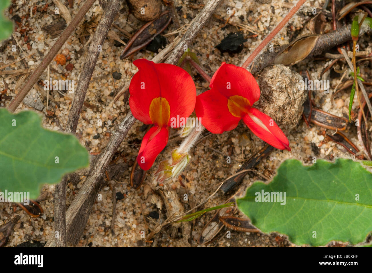 Kennedia prostrata, Scarlet Runner in Lesueur NP, WA, Australia Stock ...