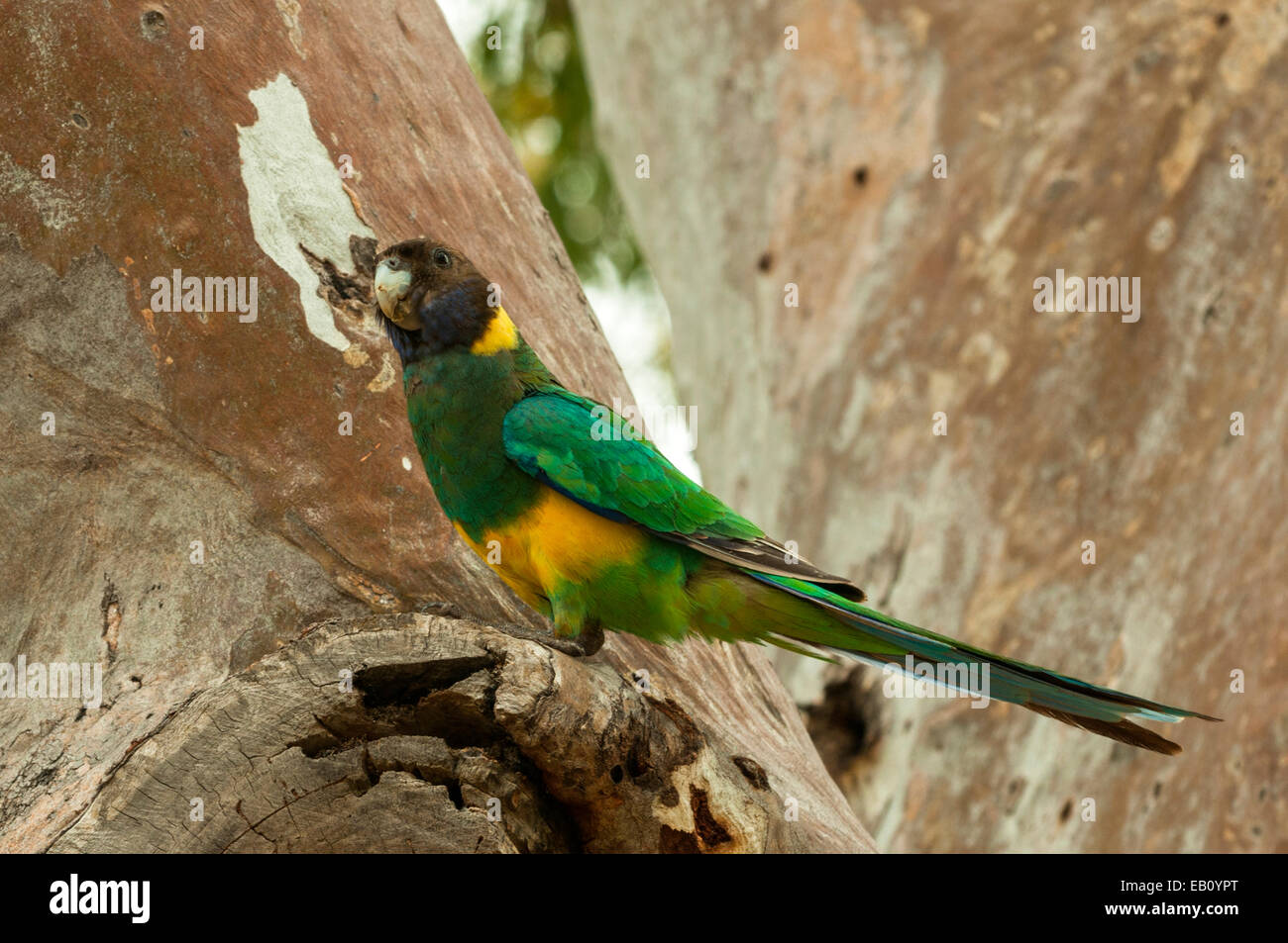 Australian Ringneck, Barnardius zonarius at Lake Indoon, near Eneabba ...