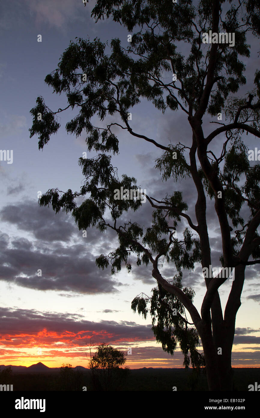 Sunset and gum tree hi-res stock photography and images - Alamy