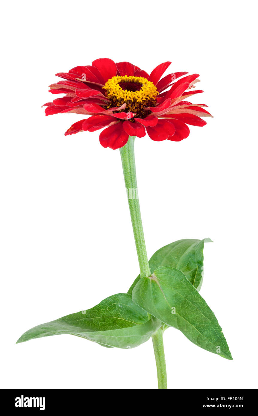 Gerbera Daisy Leaf