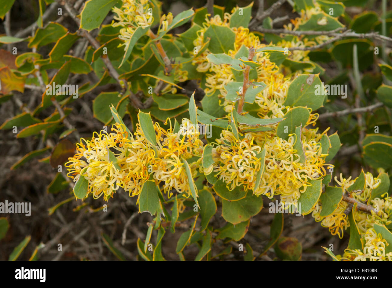 Honey bush hakea hi-res stock photography and images - Alamy