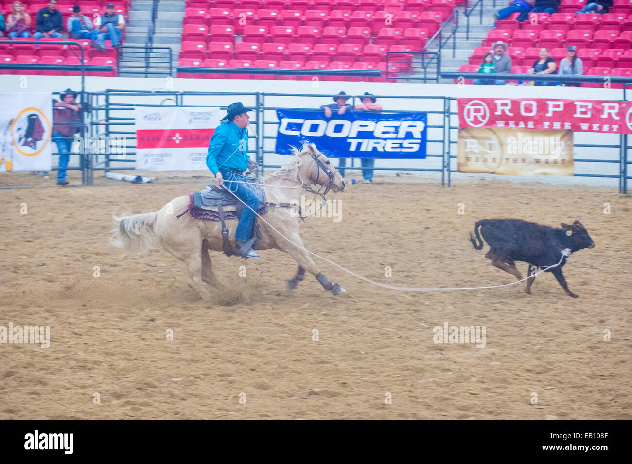 Cowboy Participating in a Calf roping Competition at the Indian ...