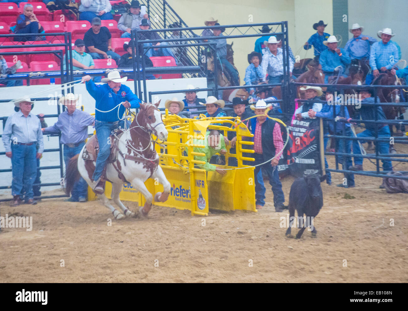 Cowboy Participating in a Calf roping Competition at the Indian ...