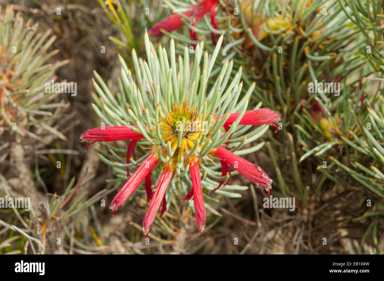 Calothamnus rupestris, Mouse Ears in Badgingarra NP, WA, Australia ...