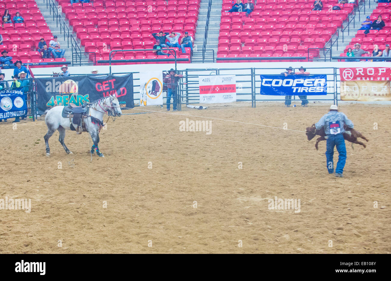 Cowboy Participating in a Calf roping Competition at the Indian ...