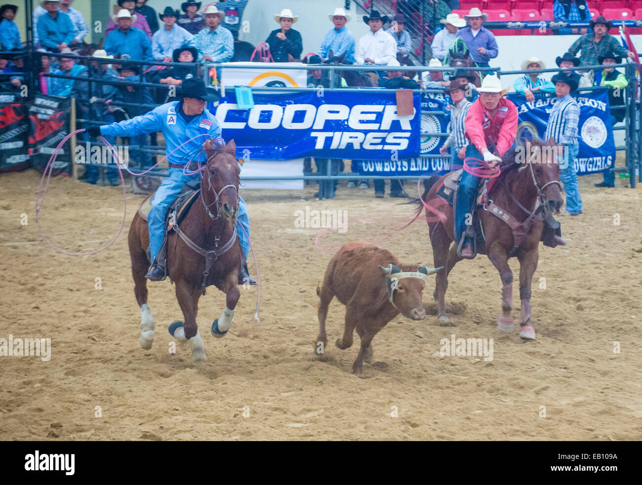 Cowboys Participating in a Calf roping Competition at the Indian ...
