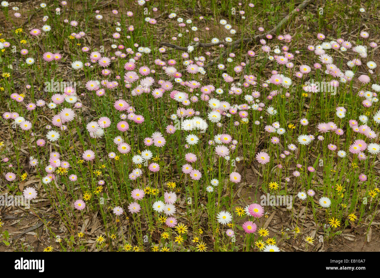 Paper Daisies on Vern Westwood Walk, Badgingarra, WA, Australia Stock ...
