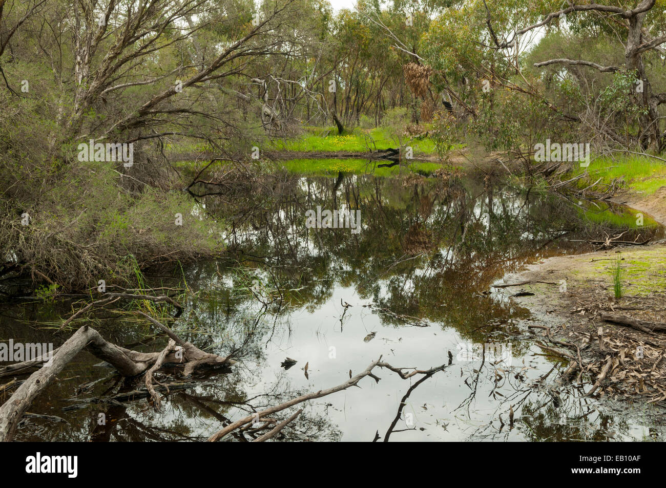 Waterhole on Vern Westwood Walk, Badgingarra, WA, Australia Stock Photo ...
