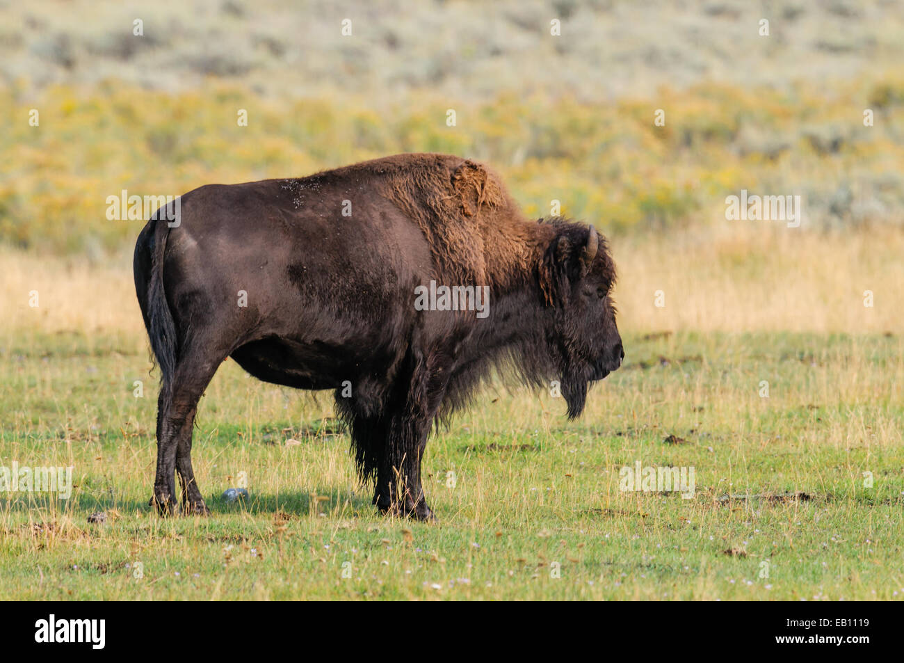 Wild Bison herd of Lamar Valley, Yellowstone National Park Stock Photo ...