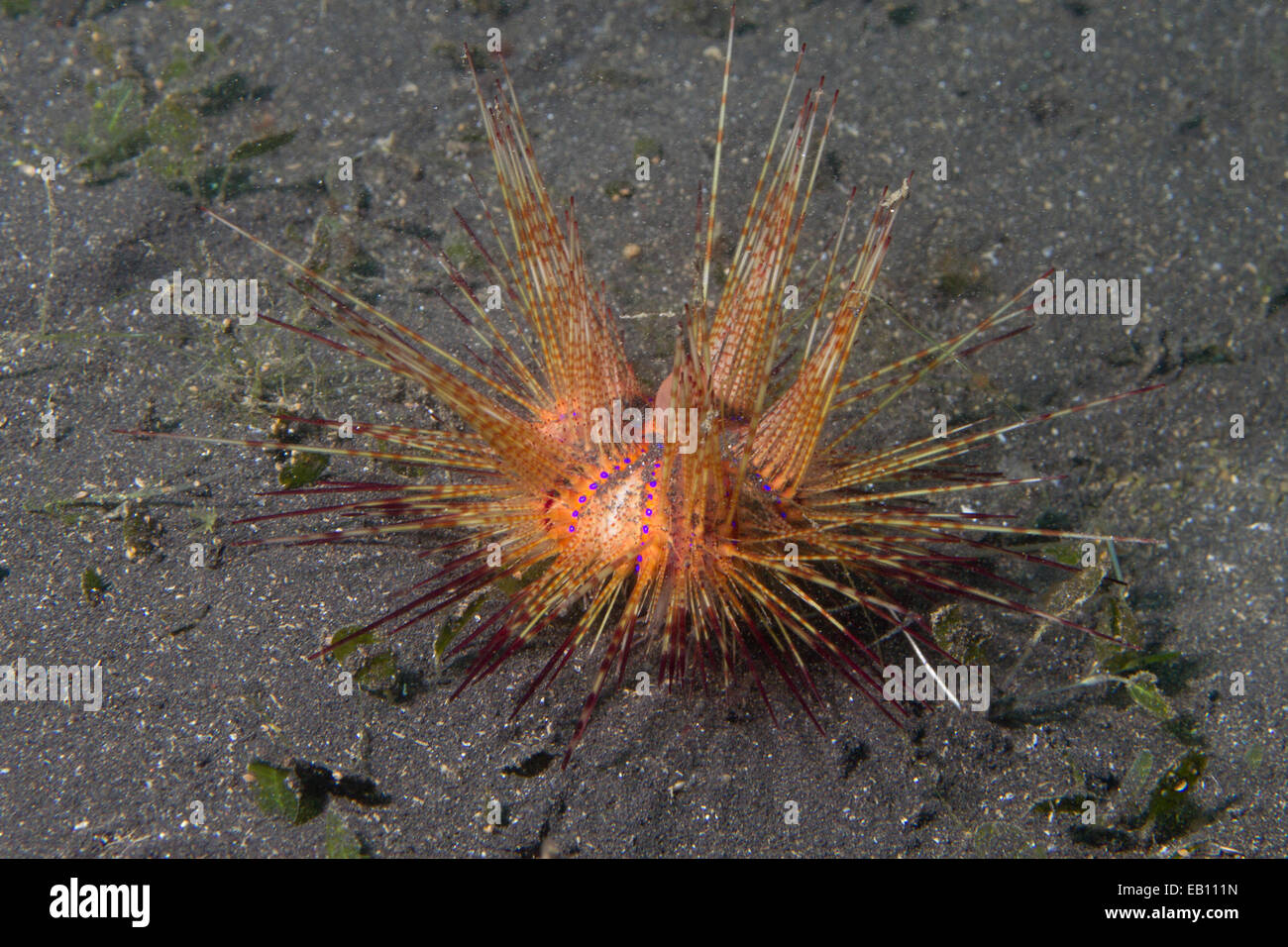 Astropyga radiata hi-res stock photography and images - Alamy