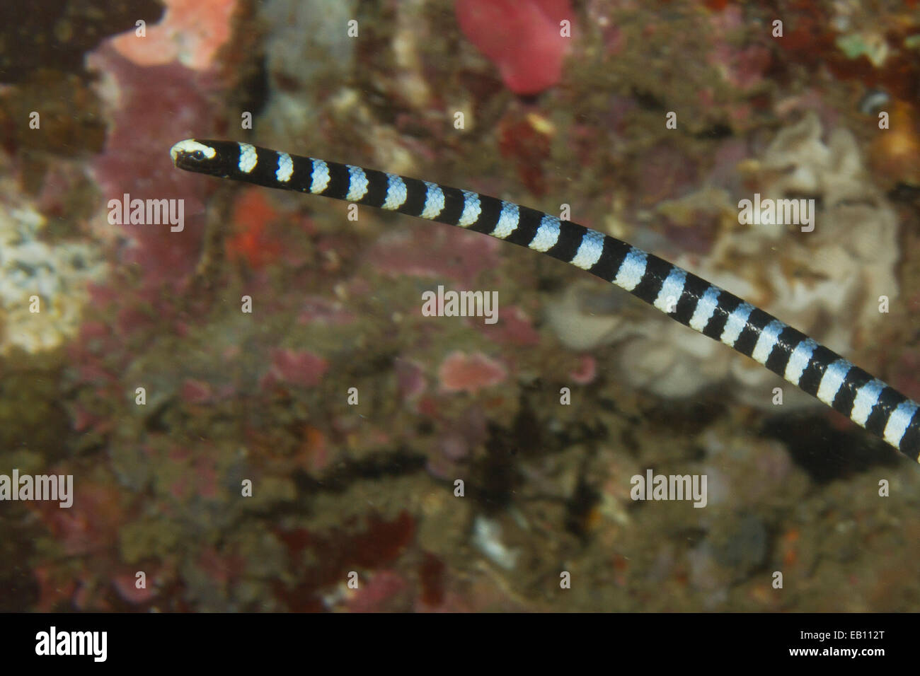 Sea snake hi-res stock photography and images - Alamy