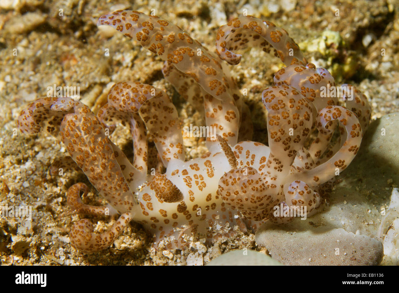 Solar-Powered Phyllodesmium (Phyllodesmium longicirrum) Lembeh Straits ...