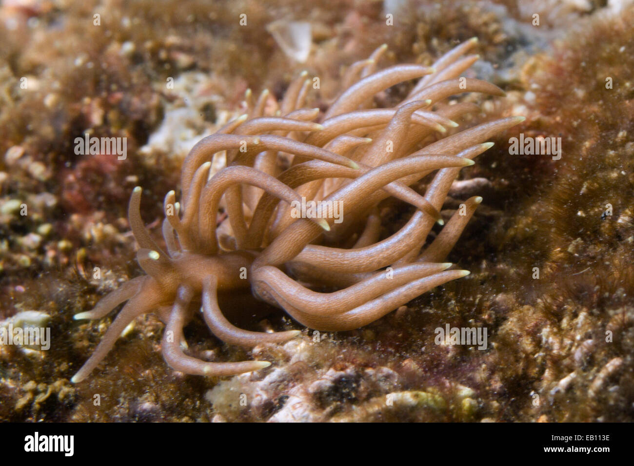Yellow-Tipped Phyllodesmium Phyllodesmium briareum) Lembeh Straits ...