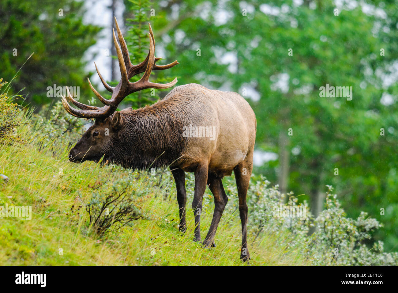 Wild Antlered bull elk during rutting season, Banff National Park ...
