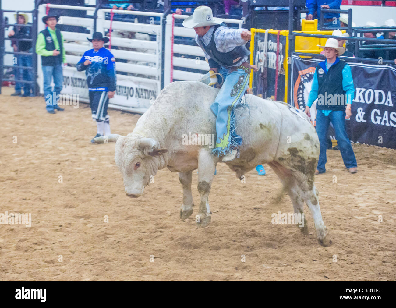 Cowboy Participating in a Bull riding Competition at the Indian ...