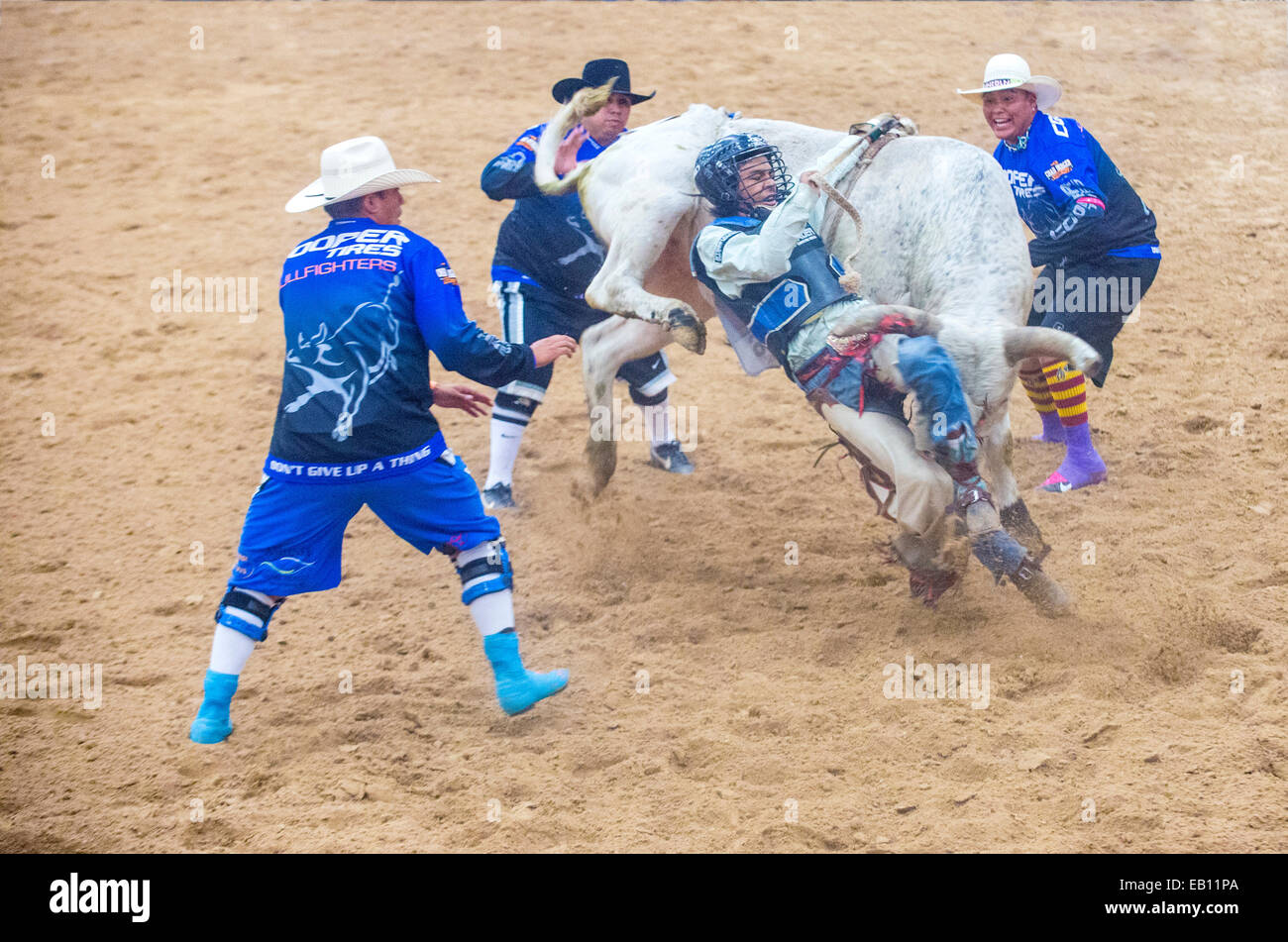 Cowboy Participating in a Bull riding Competition at the Indian ...