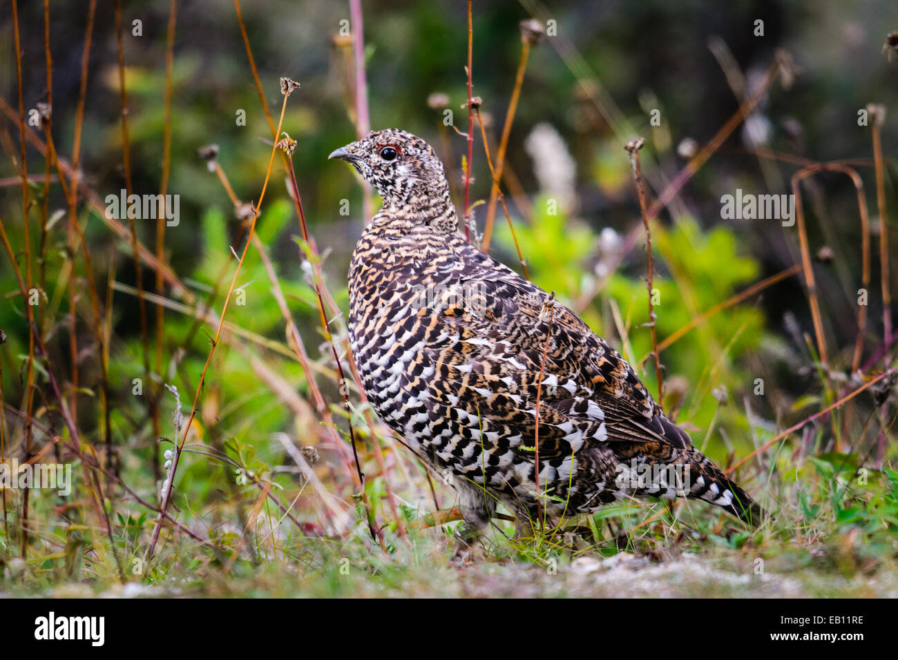 Wild Spruce Grouse on a parkway roadside in Autumn Stock Photo - Alamy