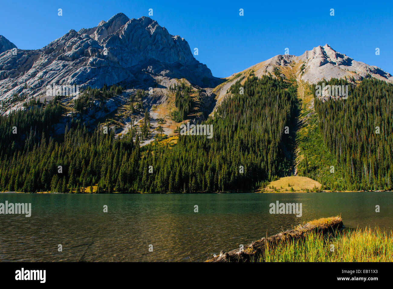 Scenic Landscapes of a high mountain valley and golden Larch Trees ...