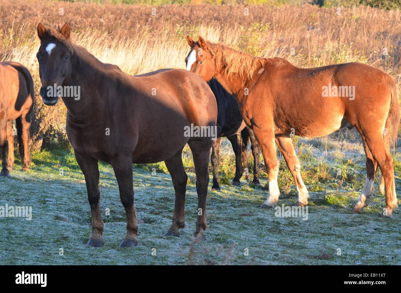 horses in field Stock Photo - Alamy