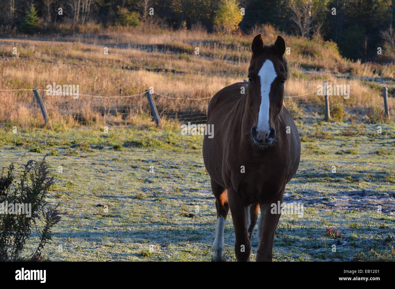 Brown horse white face hi-res stock photography and images - Alamy