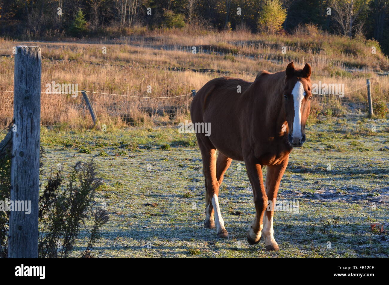 Brown horse with white face hi-res stock photography and images - Alamy