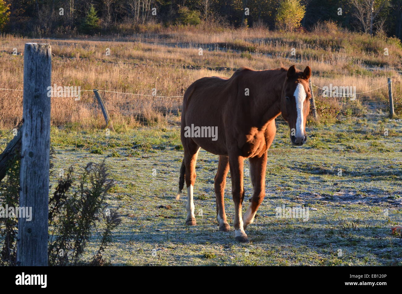 Ambling hi-res stock photography and images - Alamy