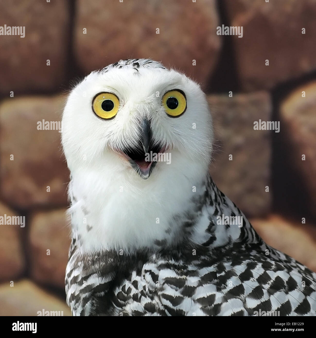 Snow owl bird hi-res stock photography and images - Alamy